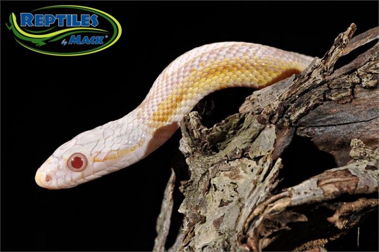 Corn Snake Care Sheet – Reptiles by Mack
