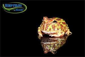 Pacman Frog Care Sheet – Reptiles by Mack