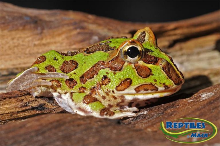 Pacman Frog Care Sheet – Reptiles by Mack